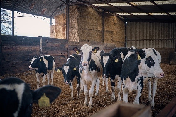 Strategic dairy farm: Bentley Ford Farm | AHDB