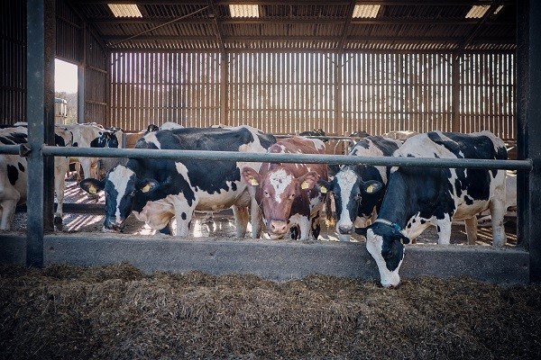 Strategic dairy farm: Bentley Ford Farm | AHDB