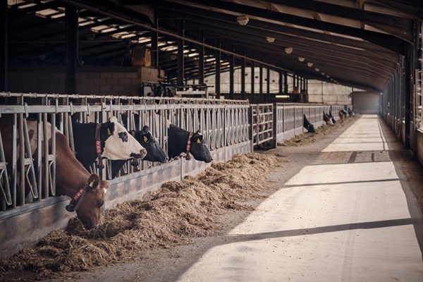 Strategic Dairy Farm: Dillington Farm | AHDB