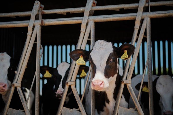 Strategic dairy farm: Willow Tree farm | AHDB