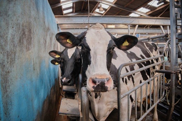 Strategic dairy farm: Willow Tree farm | AHDB