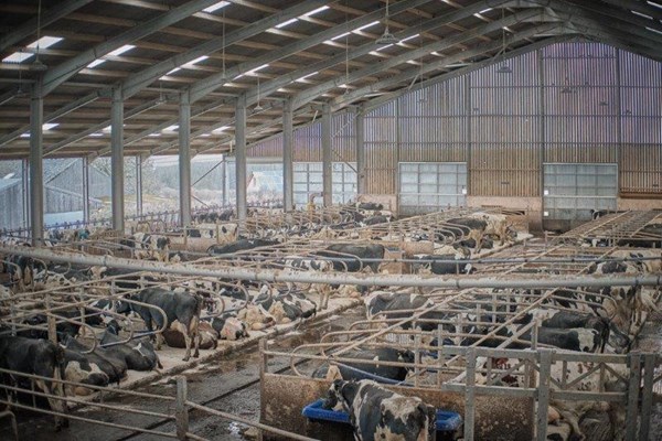 Strategic dairy farm: Newlands farm | AHDB