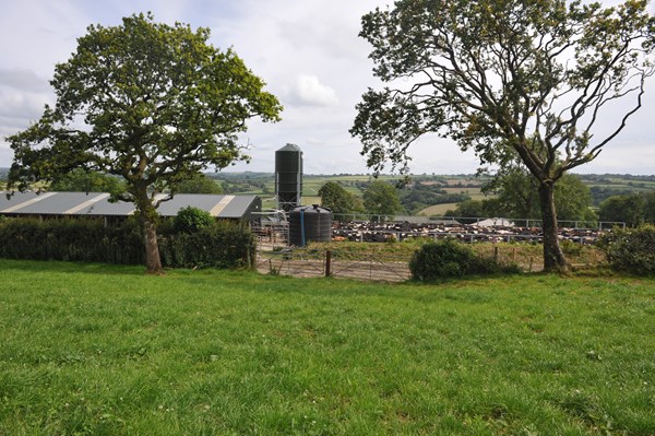 Strategic dairy farm: Tyddyn yr Eglwys | AHDB