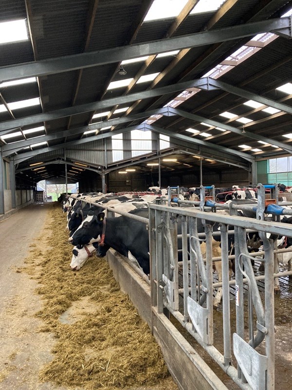 Strategic dairy farm: Low Ballees | AHDB