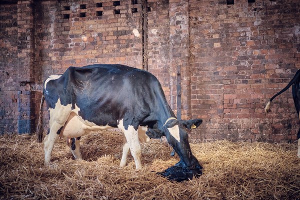 Strategic dairy farm: Statfold Farm | AHDB