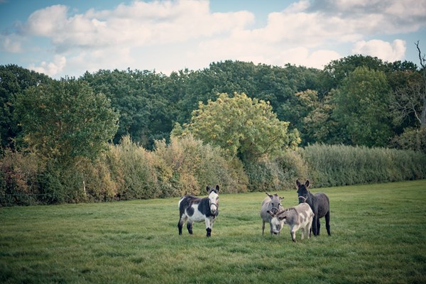 Strategic dairy farm: Statfold Farm | AHDB