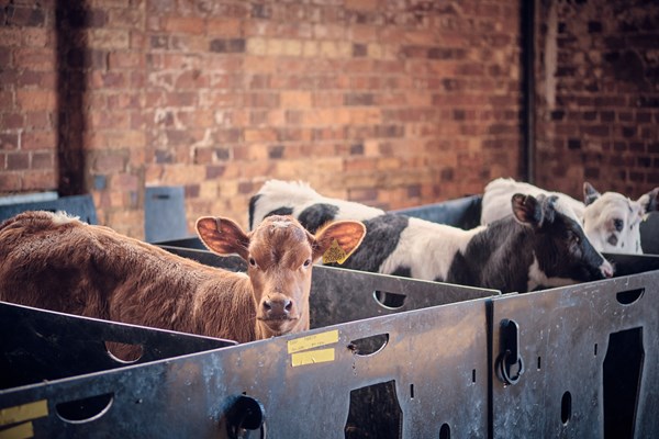 Strategic dairy farm: Statfold Farm | AHDB