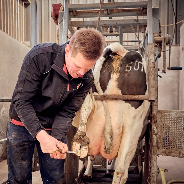 Strategic dairy farm: Coton Wood Farm | AHDB
