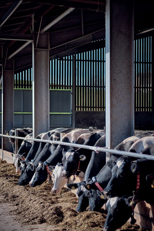 Strategic dairy farm: Coton Wood Farm | AHDB