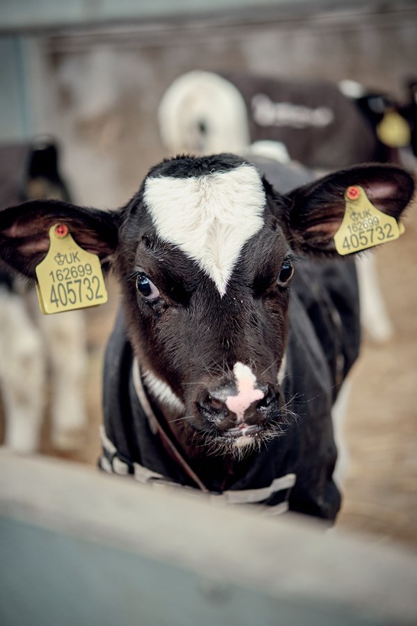 Strategic dairy farm: Coton Wood Farm | AHDB