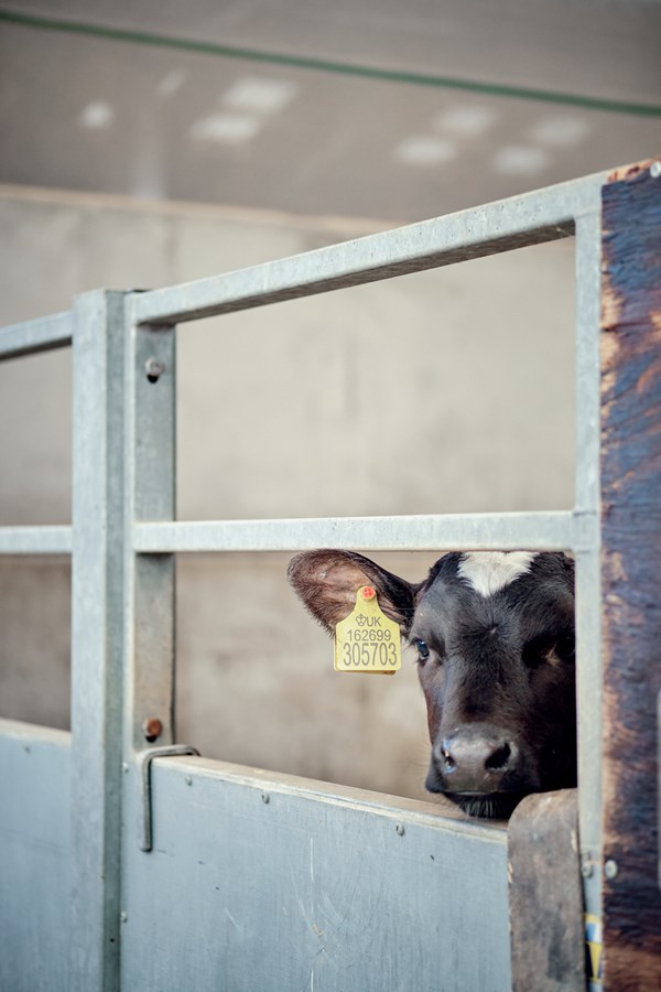 Strategic dairy farm: Coton Wood Farm | AHDB