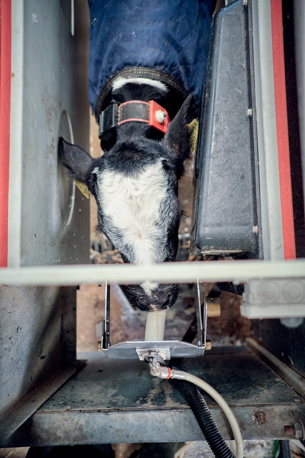 Strategic dairy farm: Coton Wood Farm | AHDB