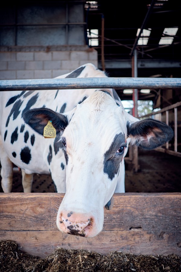Strategic dairy farm: Coton Wood Farm | AHDB