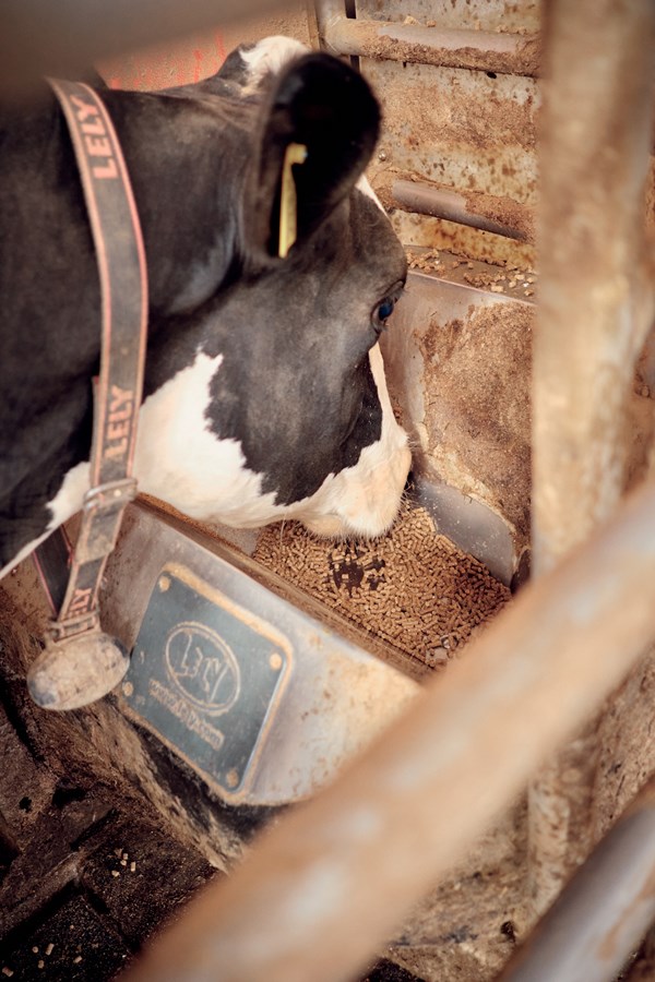 Strategic dairy farm: Coton Wood Farm | AHDB