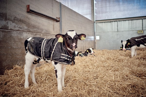 Strategic dairy farm: Coton Wood Farm | AHDB