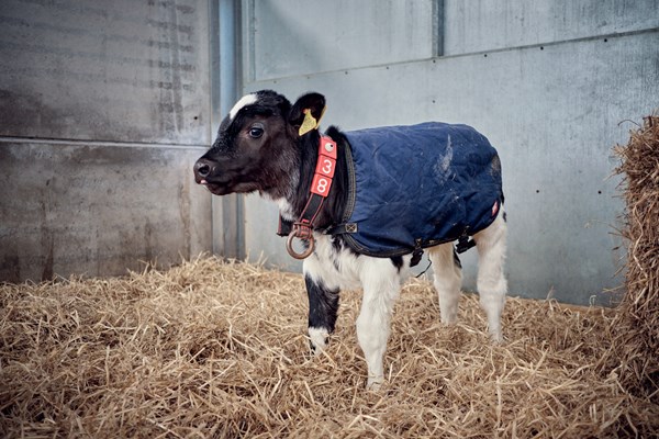 Strategic dairy farm: Coton Wood Farm | AHDB